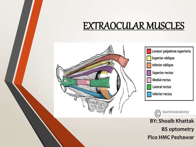 EXTRAOCULAR MUSCLES.pptx