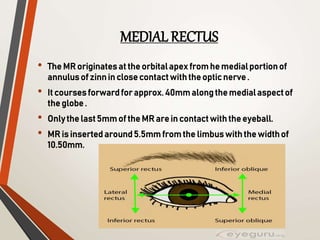 EXTRAOCULAR MUSCLES.pptx