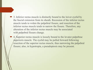 extraocular muscles anatomy presentation | PPT