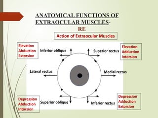 extraocular muscles anatomy presentation | PPT