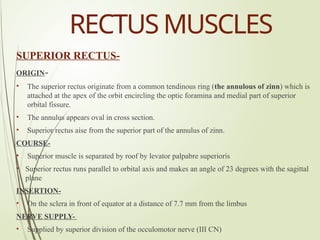 extraocular muscles anatomy presentation | PPT