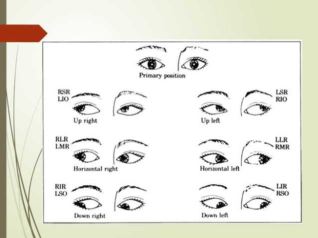 extraocular muscles anatomy presentation | PPT