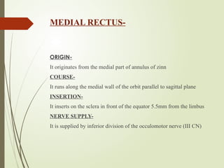 extraocular muscles anatomy presentation | PPT