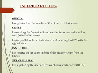extraocular muscles anatomy presentation | PPT