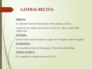 extraocular muscles anatomy presentation | PPT
