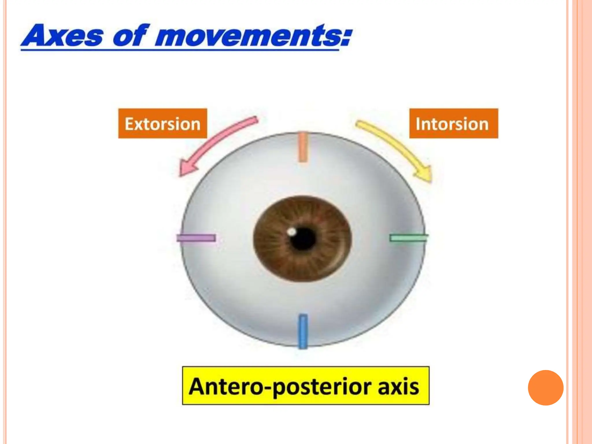 Extraocular Muscles and its course in the eye | PPTX