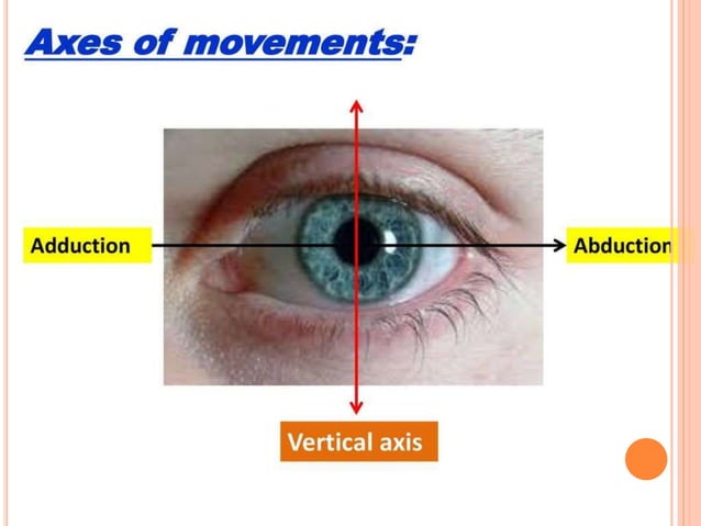 Extraocular Muscles and its course in the eye | PPT