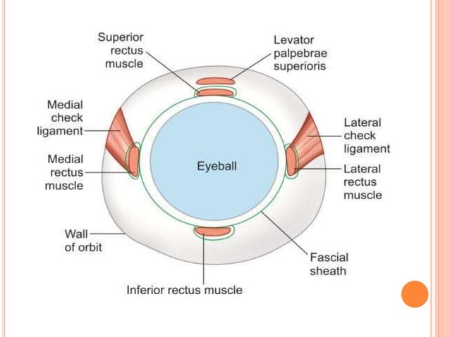 Extraocular Muscles and its course in the eye | PPT | Free Download