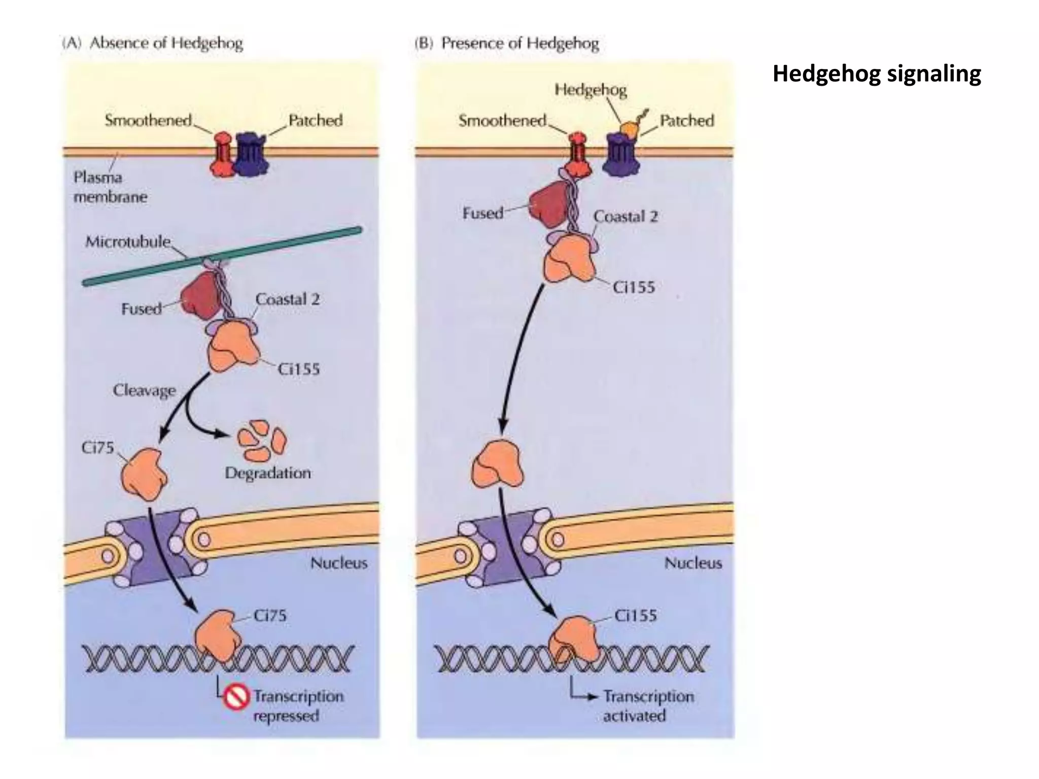 Extra pathway and cross talk | PPT