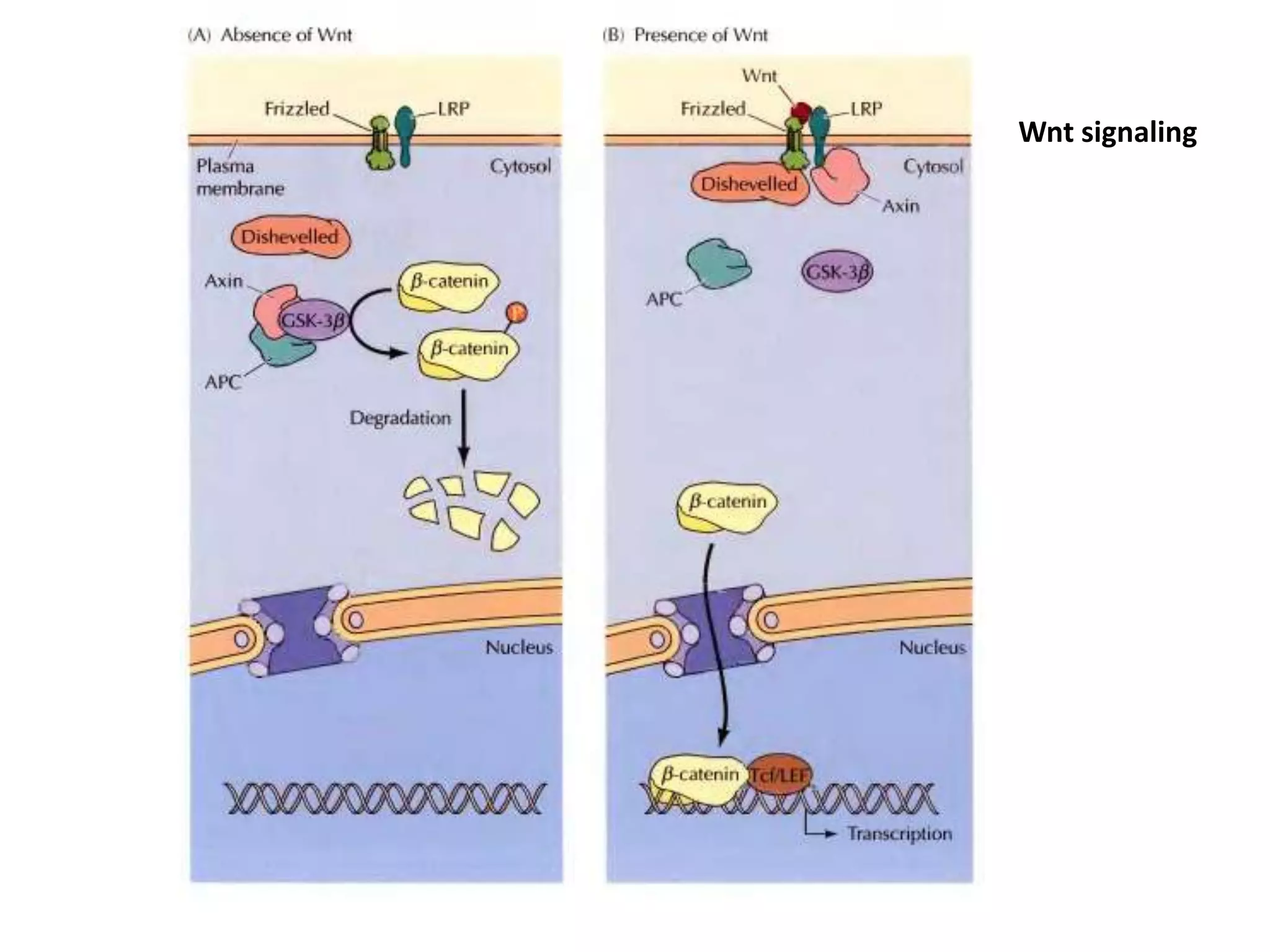 Extra pathway and cross talk | PPT