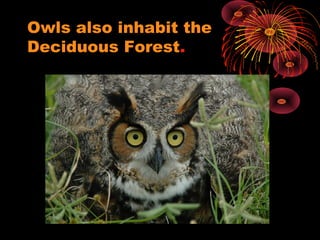 Extra pictures of the deciduous forest and its | PPT