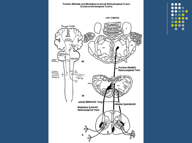 Extrapyramidal tracts and disorders | PPT