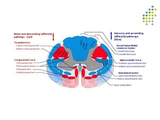 Extrapyramidal tracts and disorders | PPT