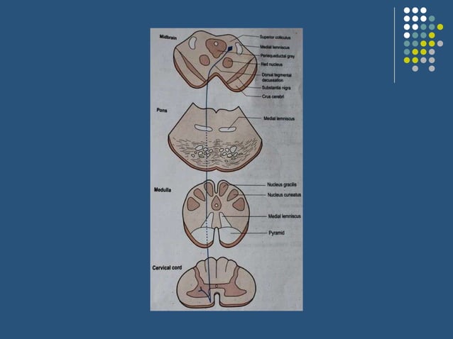 Extrapyramidal tracts and disorders | PPT