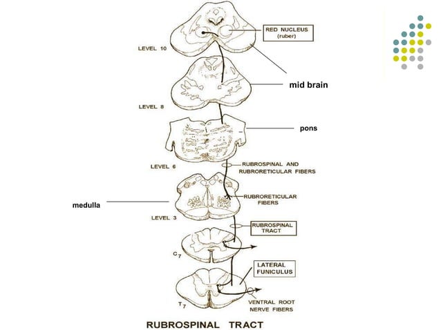 Extrapyramidal tracts and disorders | PPT