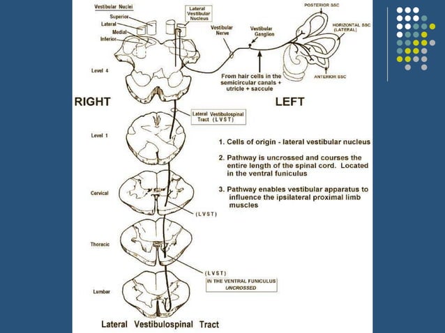 Extrapyramidal tracts and disorders