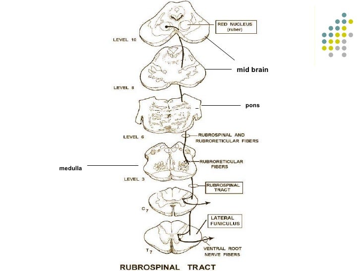 Pyramidal Vs Extrapyramidal Back Pics For Pyramidal Vs Anatomy