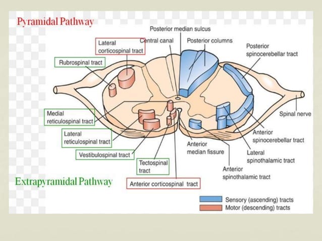 Extrapyramidal symptoms | PPT | Brain and Nervous System Disorders ...