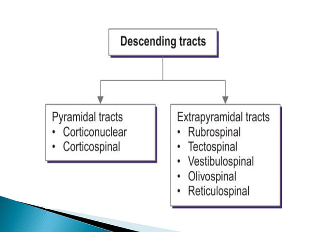 Extrapyramidal system.pdf very good details | PDF | Brain and Nervous ...