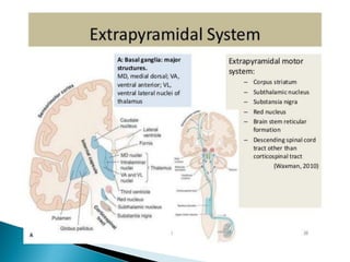 Extrapyramidal system.pdf very good details | PDF