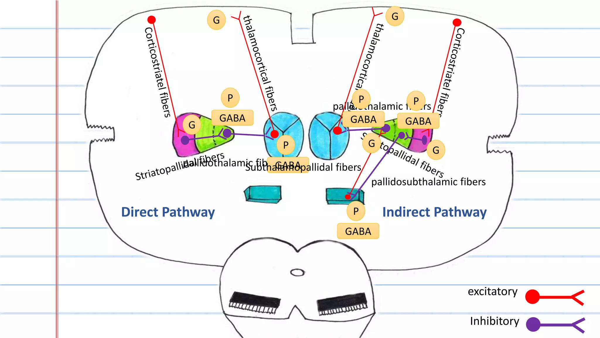 Extrapyramidal system - parkinson's disease | PPTX
