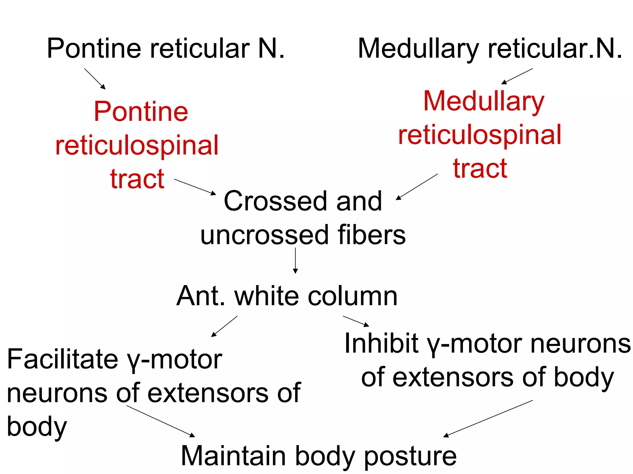 Extrapyramidal system by Dr. Sunita M. Tiwale, Prof in Physiology,D. Y ...