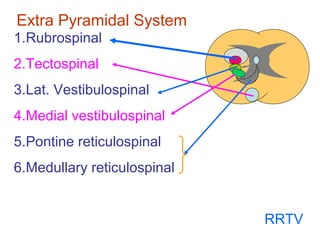 Extrapyramidal system by Dr. Sunita M. Tiwale, Prof in Physiology,D. Y ...