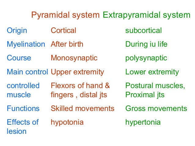 Extrapyramidal System Anatomy And Clinical Importance Kenhub
