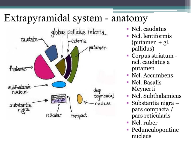 Extrapyramidal system and cerebellum.pdf
