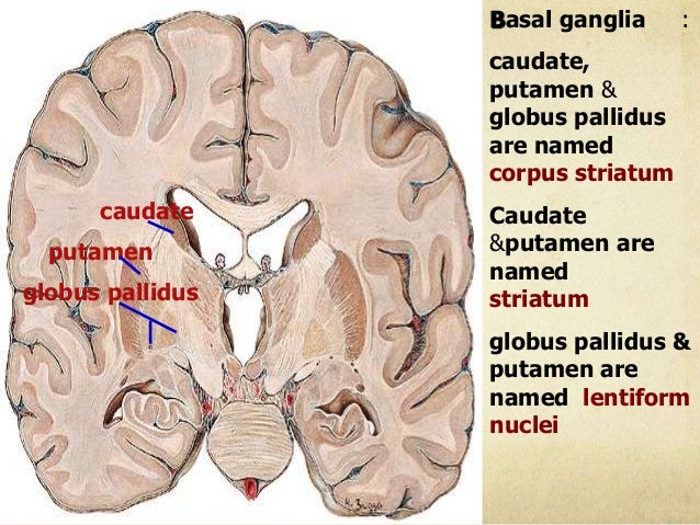 Extrapyramidal tract