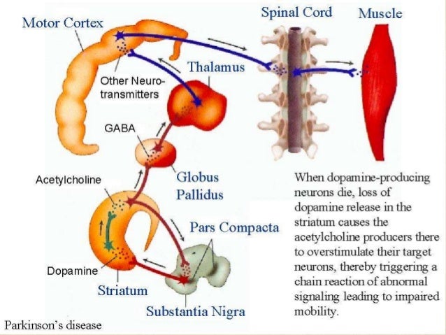 Extrapyramidal Motor Pathway Impremedianet