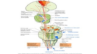 Extra Pyramidal Tract (Basic Outline Concept) | PPT