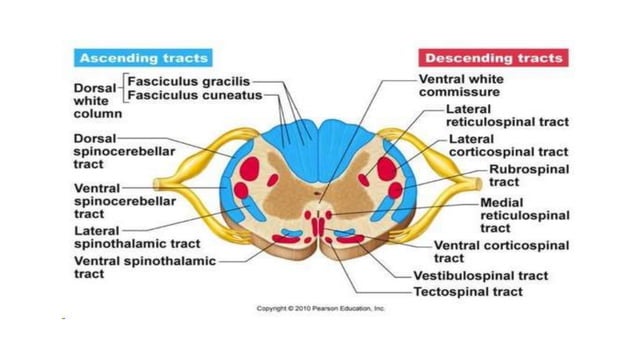 Extra Pyramidal Tract (Basic Outline Concept) | PPT
