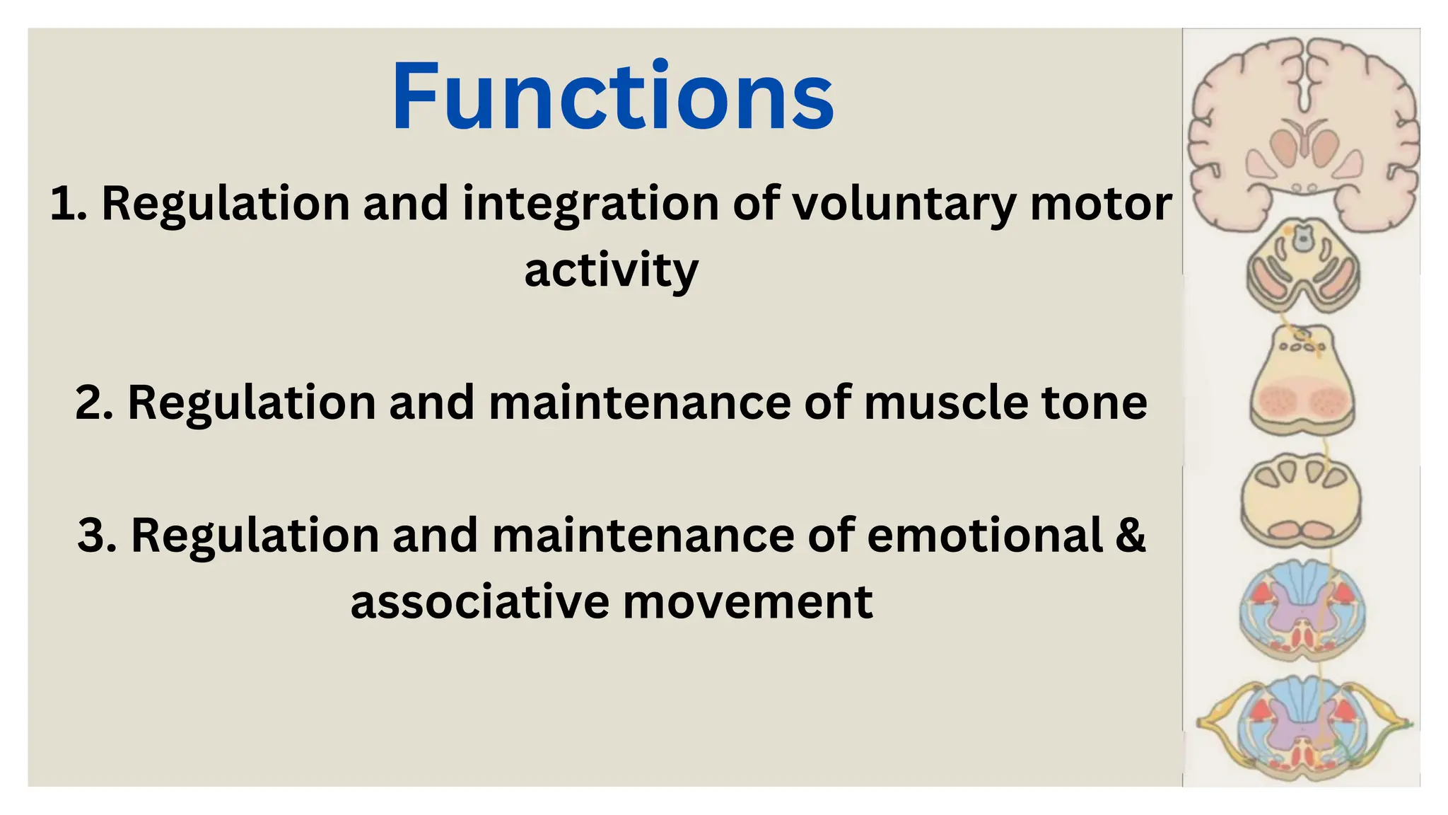 Extra Pyramidal Tracts of the decending tracts.pptx