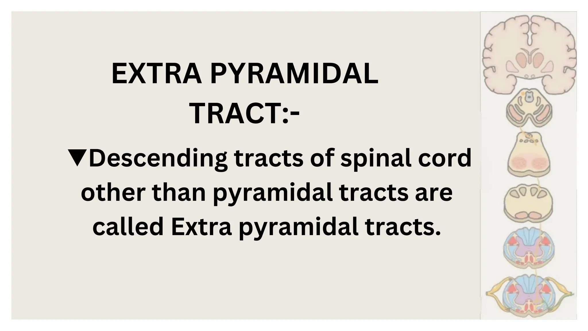 Extra Pyramidal Tracts of the decending tracts.pptx