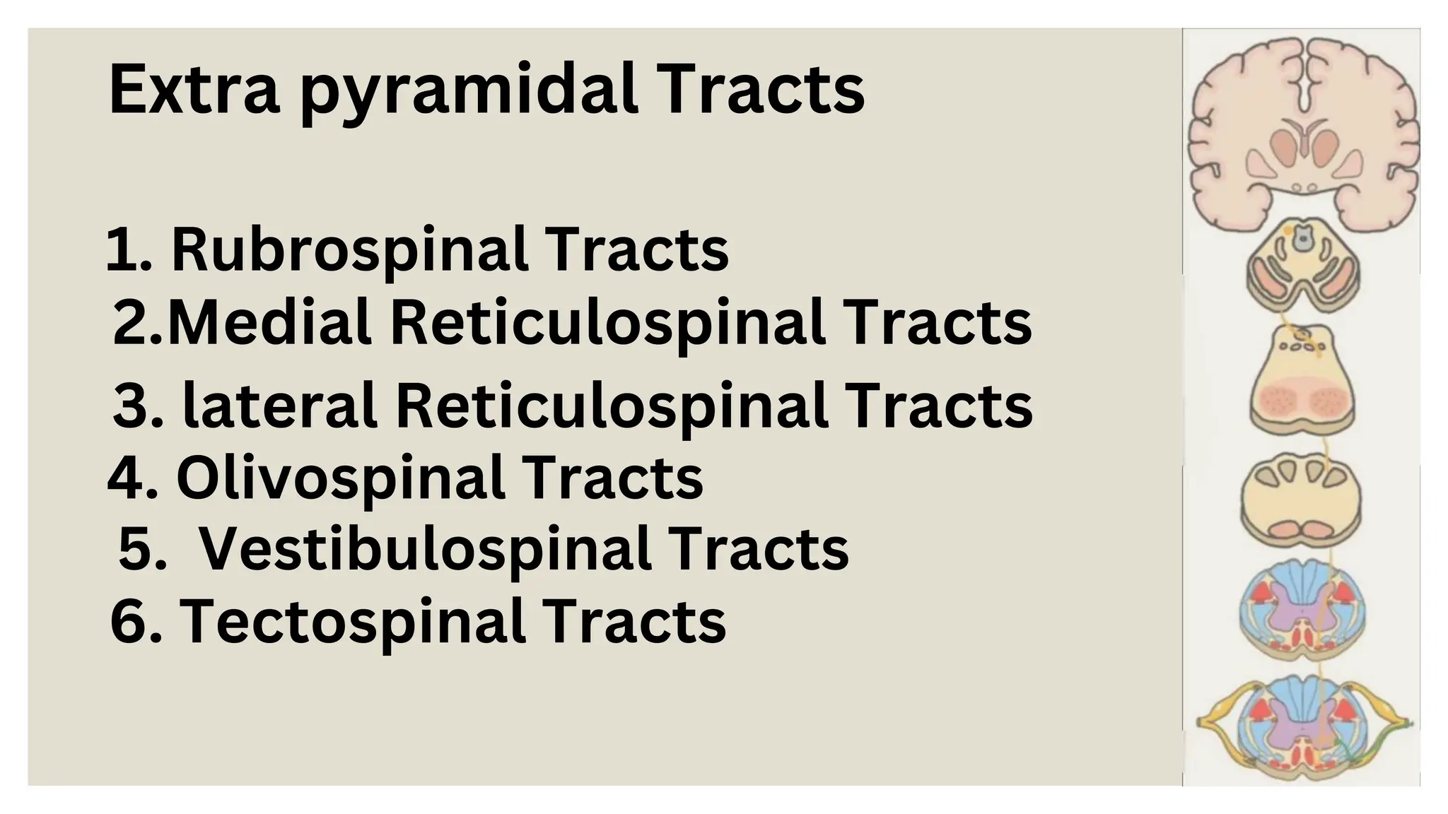 Extra Pyramidal Tracts of the decending tracts.pptx