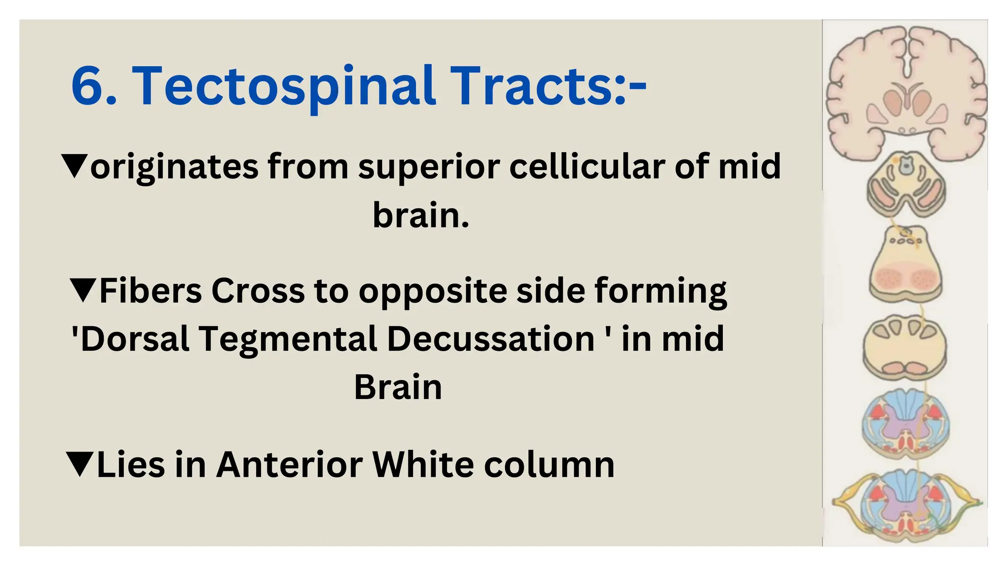 Extra Pyramidal Tracts of the decending tracts.pptx