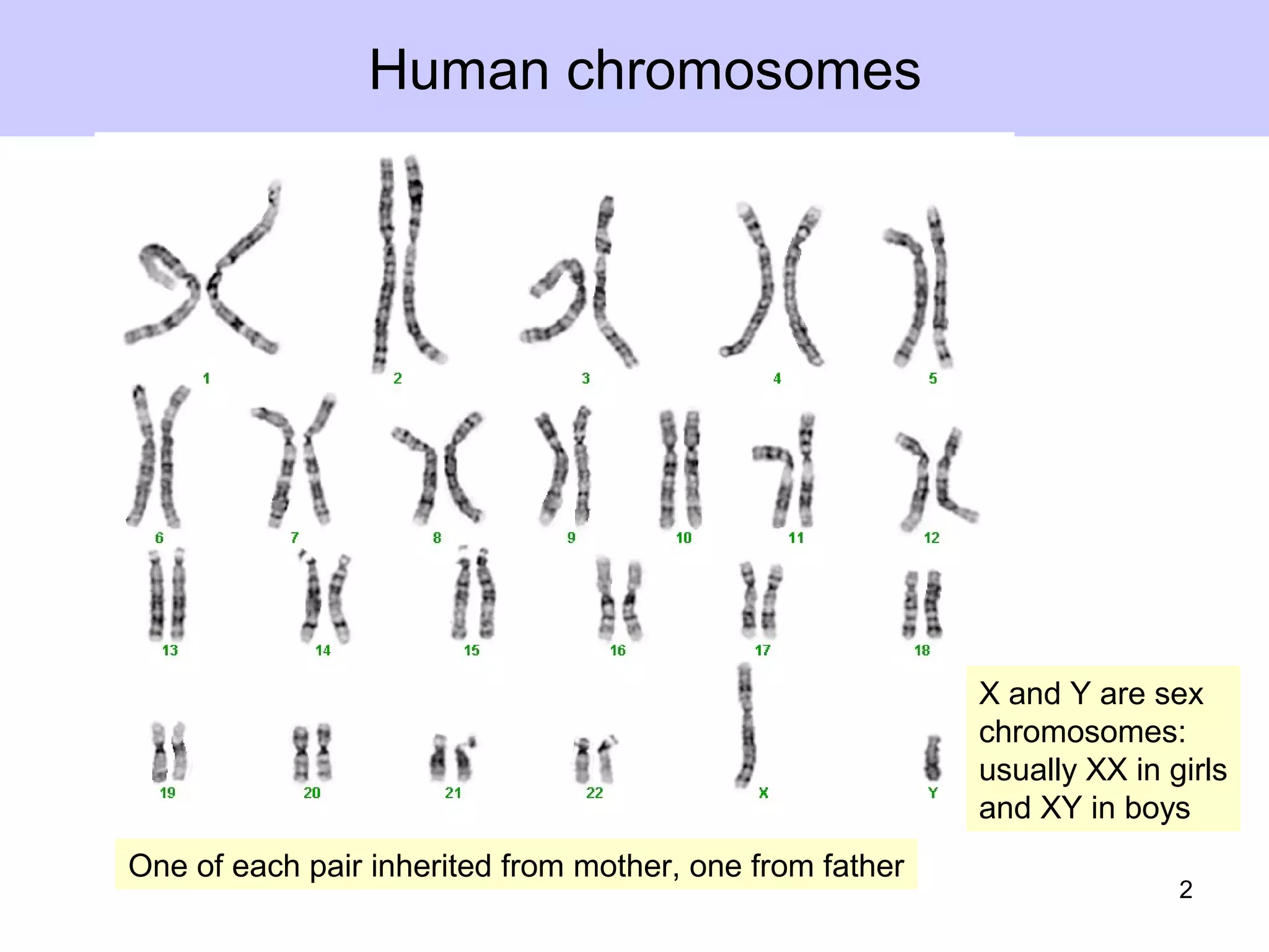 Extra x or y chromosome | PPT