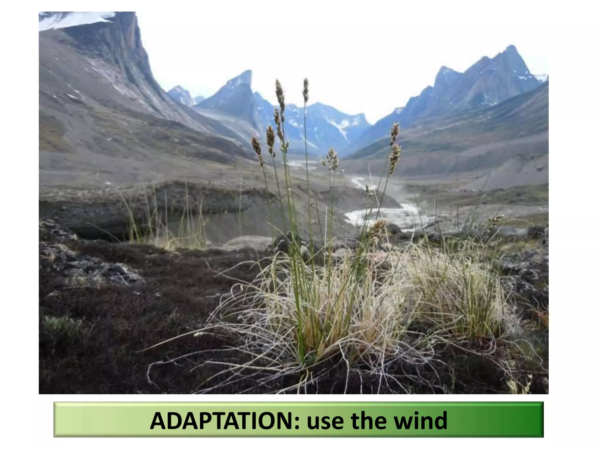 Extreme adaptation 12 | PPTX