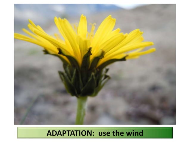 Extreme adaptation 12 | PPTX