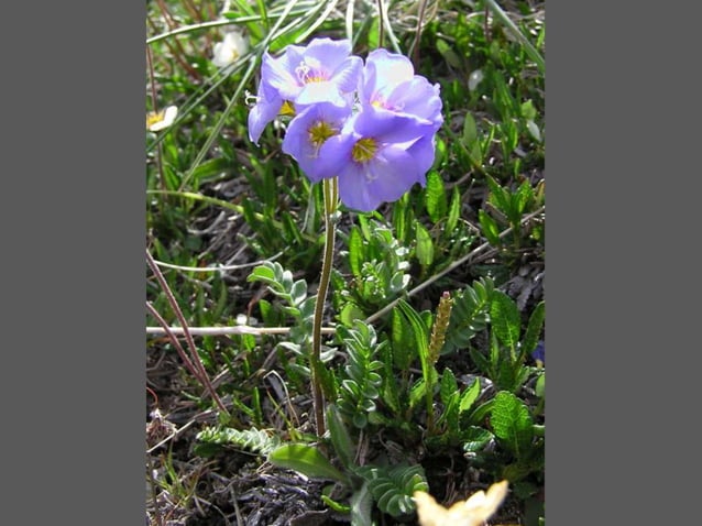 Extreme adaptation 12 | PPTX