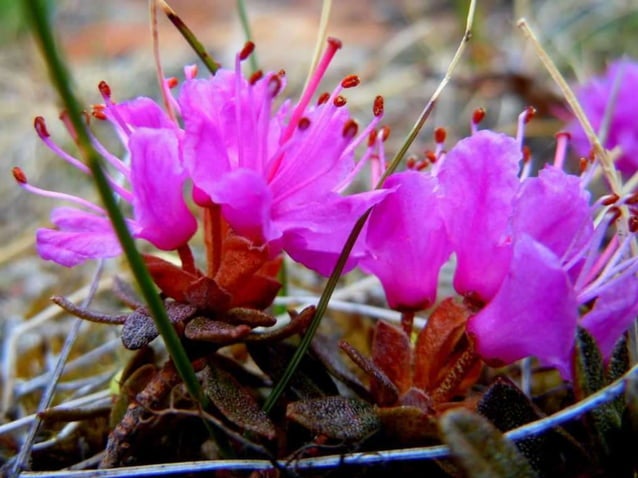 Extreme adaptation 12 | PPTX