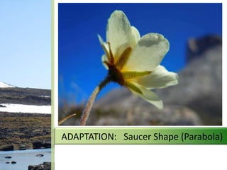 Extreme adaptation 12 | PPTX