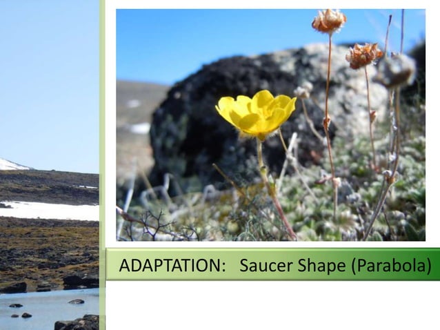 Extreme adaptation 12 | PPT