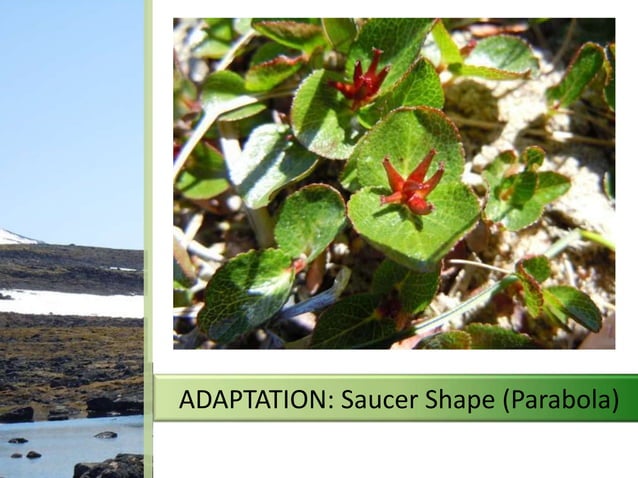 Extreme adaptation 12 | PPTX