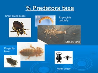 Benthic Macroinvertebrates | PPT