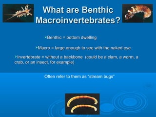 Benthic Macroinvertebrates
