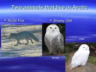 Extreme habitat comparison | PPT