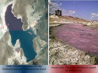Extreme halophilic archea | PPTX