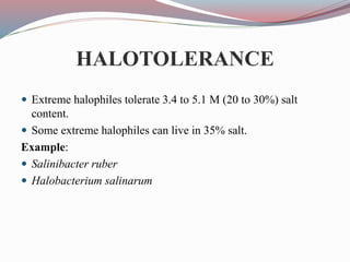 Extreme halophilic archea | PPTX